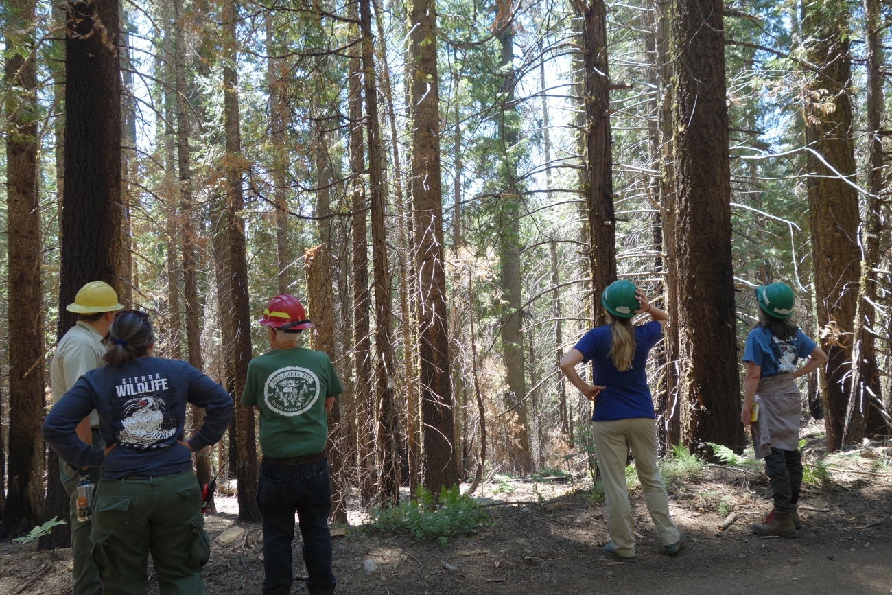 Biologists view forest identified for a thinning project | FWS.gov
