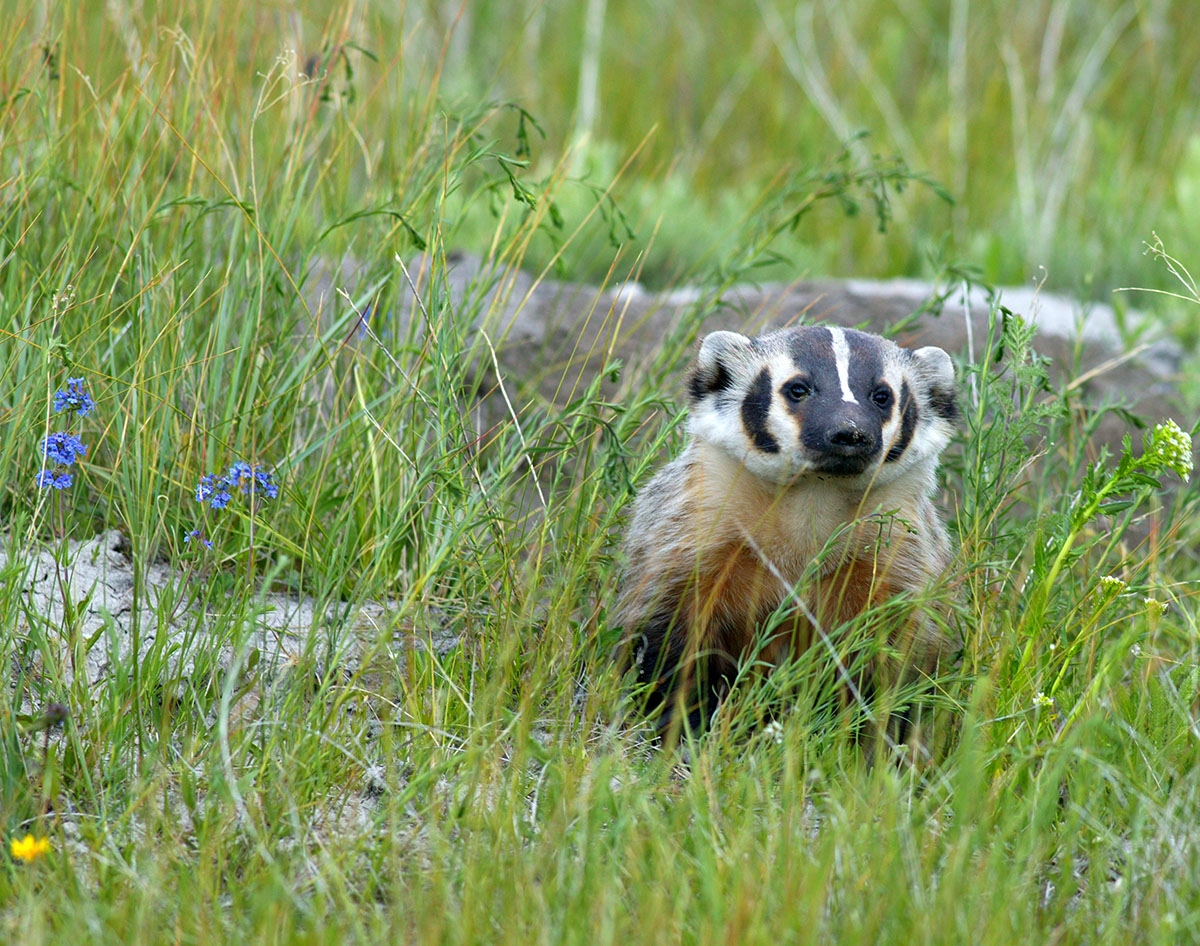 Badger and Wildflowers | FWS.gov