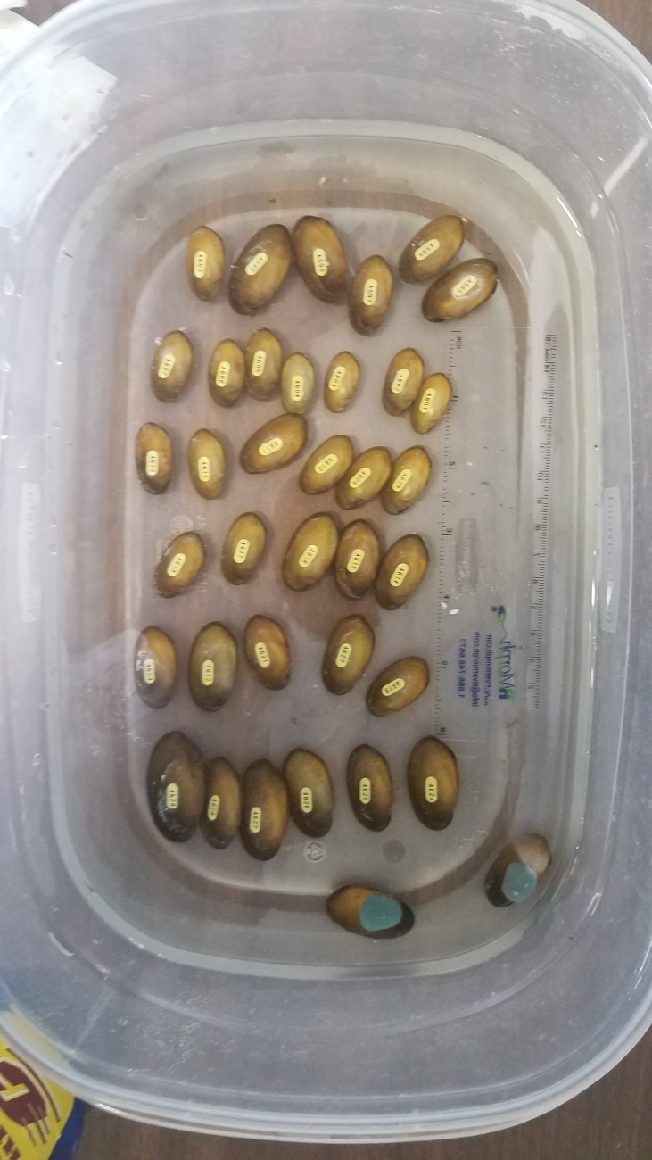 Louisiana Pearlshell mussels get tagged | FWS.gov