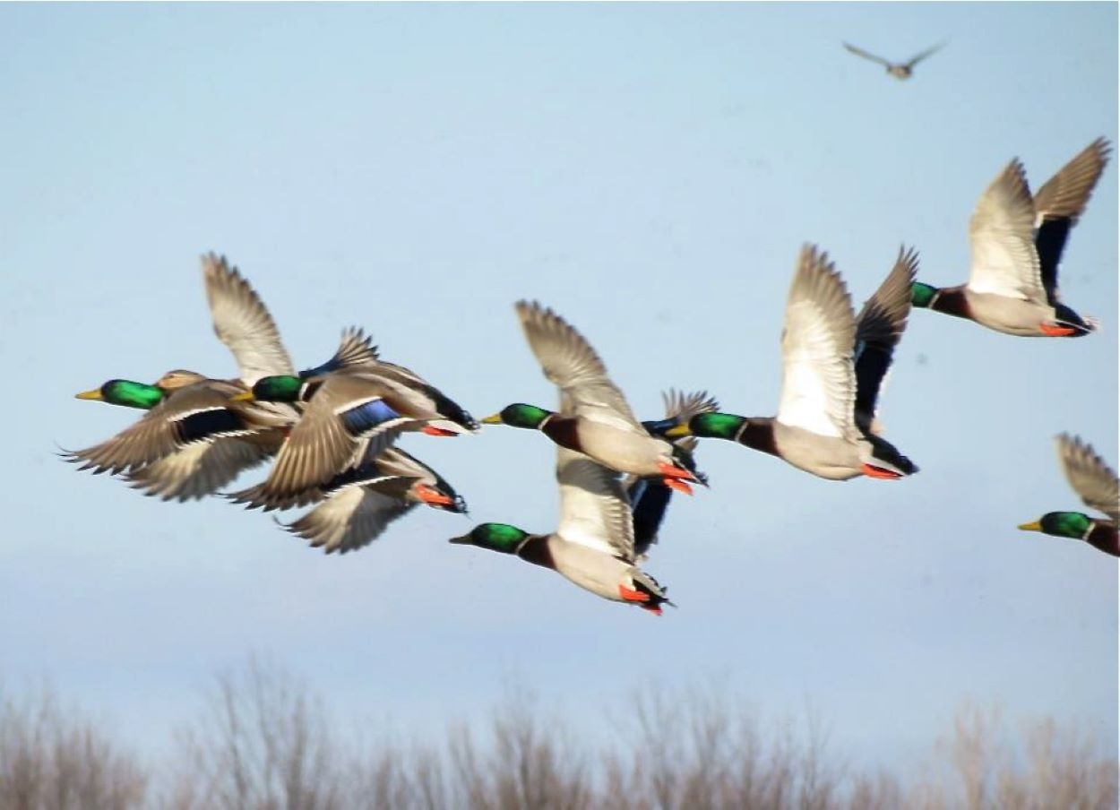 Flying Mallards | FWS.gov