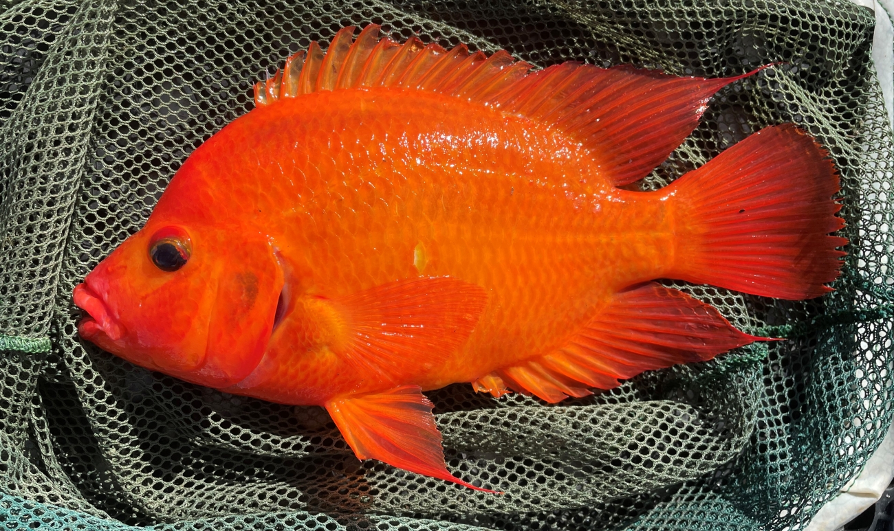 Midas Cichlid | FWS.gov