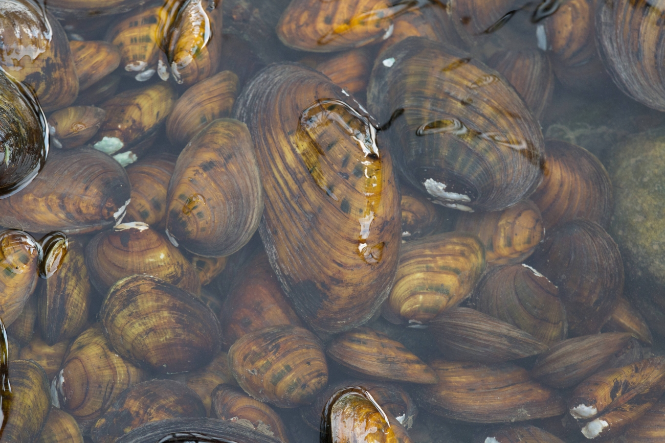 Freshwater mussels from the Allegheny River | FWS.gov