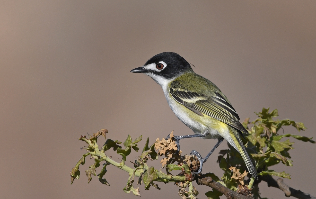 Black Capped Vireo Fws Gov