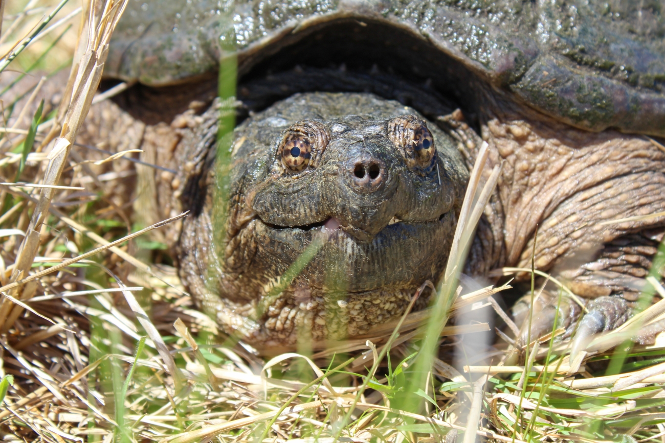 Close-up of snapping turtle | FWS.gov