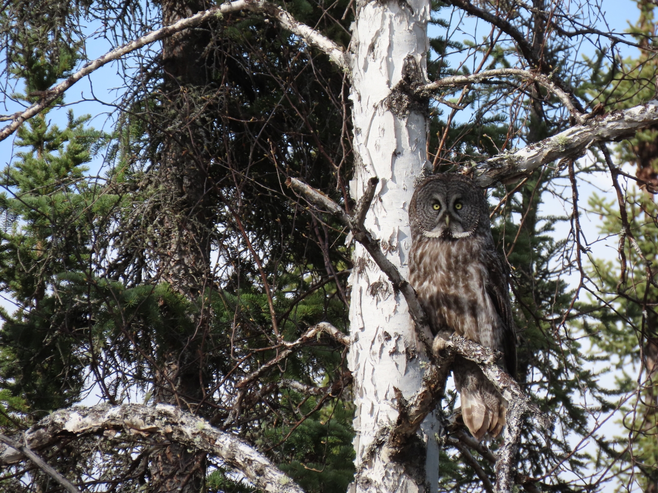 Great gray owl near Kanuti Lake | FWS.gov