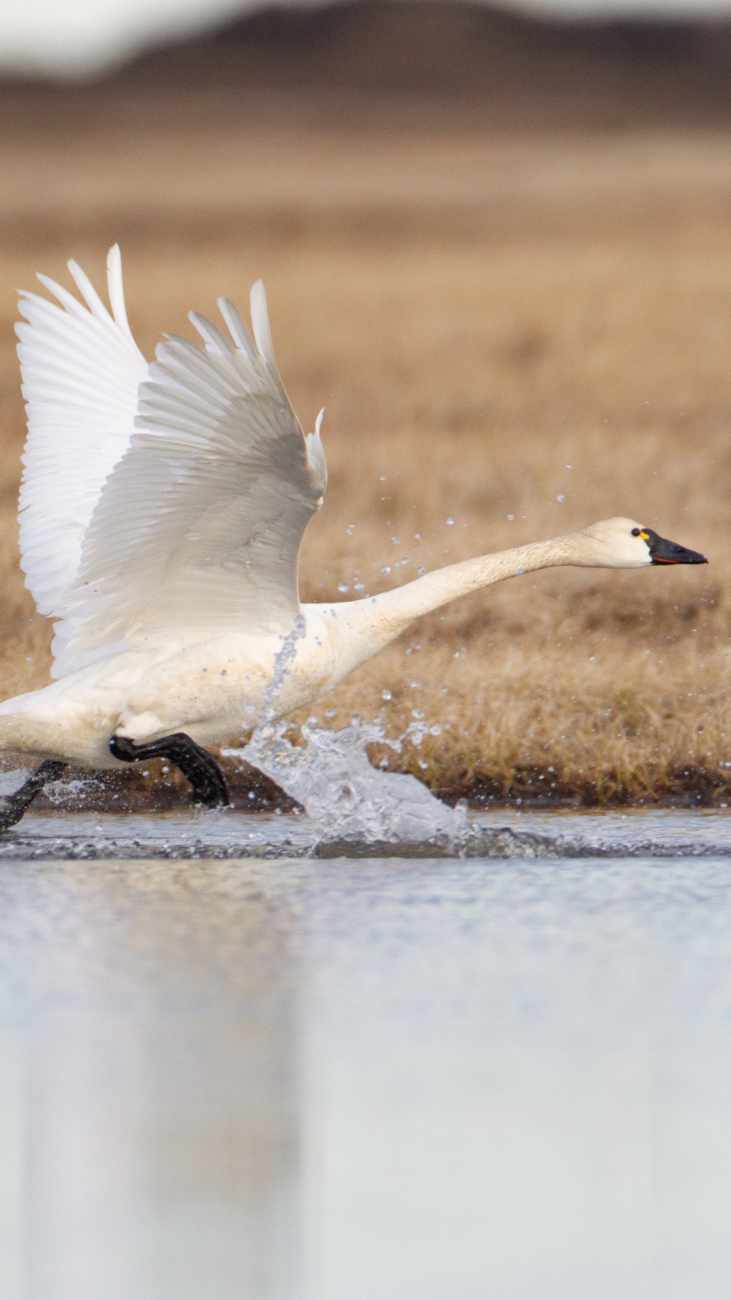 Tundra Swan phone wallpaper 2 | FWS.gov
