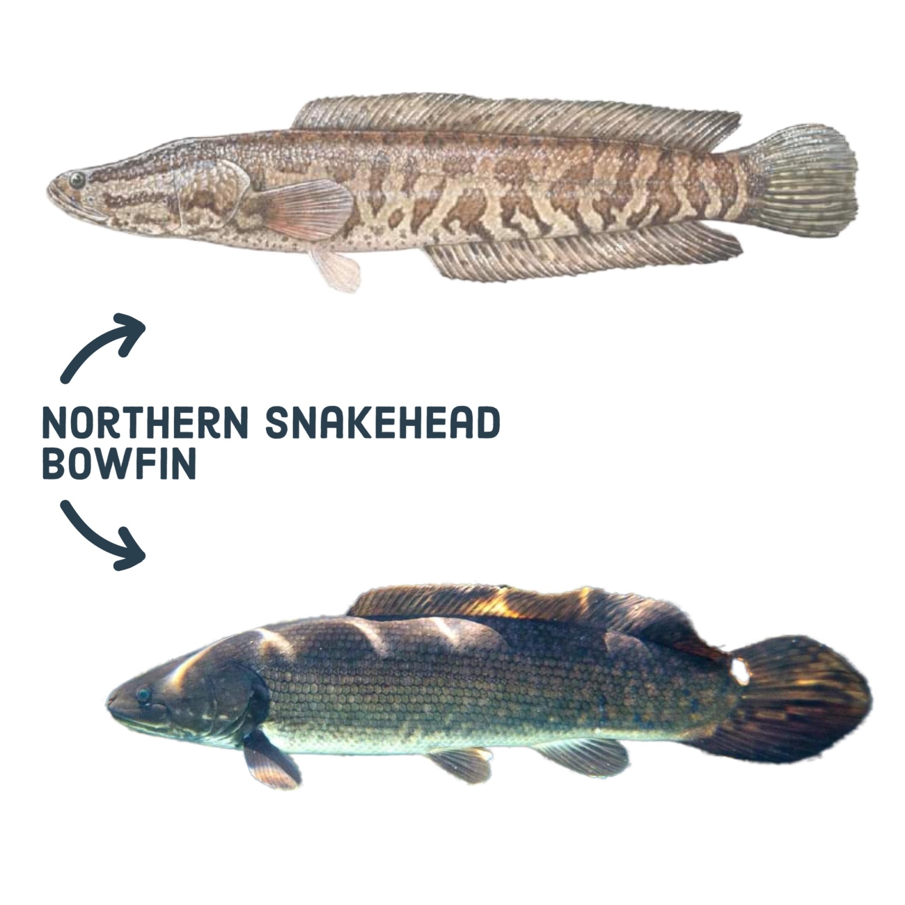 Bowfin and Northern Snakehead | FWS.gov