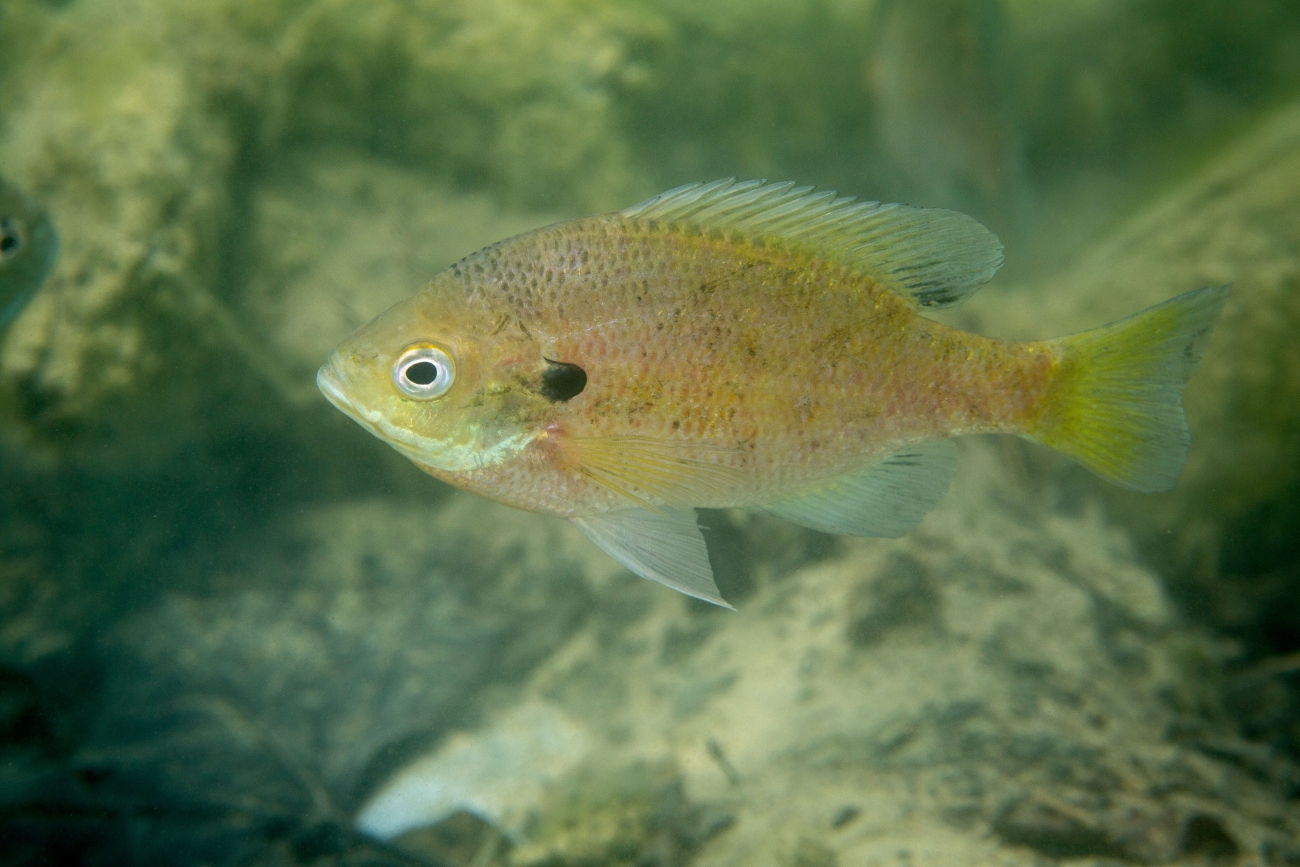 Bluegill | FWS.gov