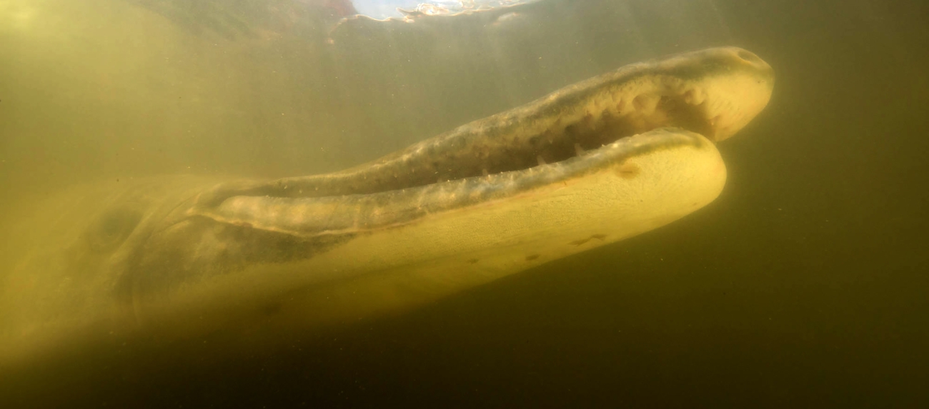 Alligator gar underneath head and jaw in the water | FWS.gov