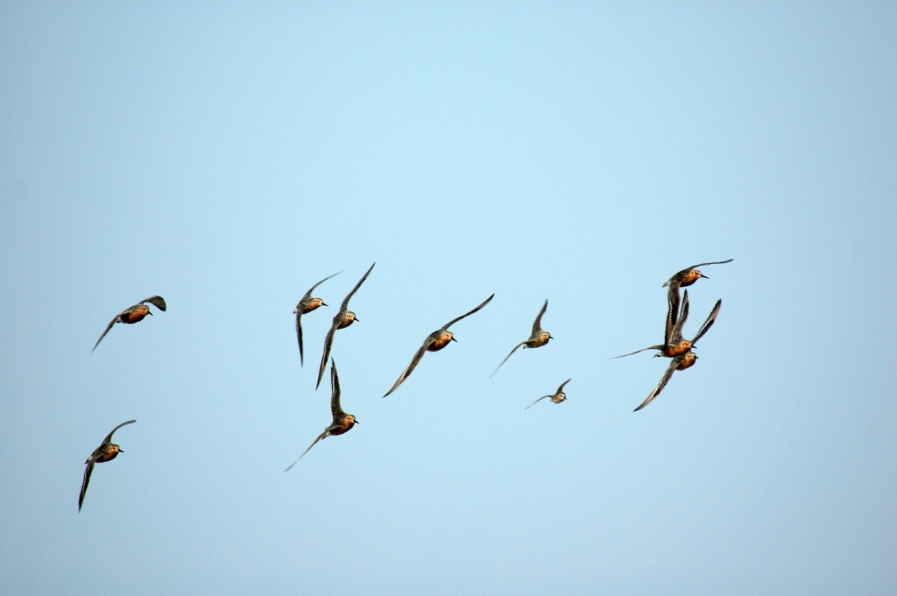 Red knots in flight | FWS.gov