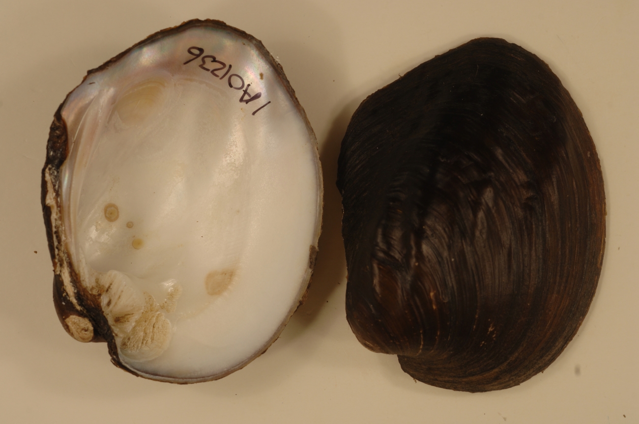 Amblema plicata | FWS.gov