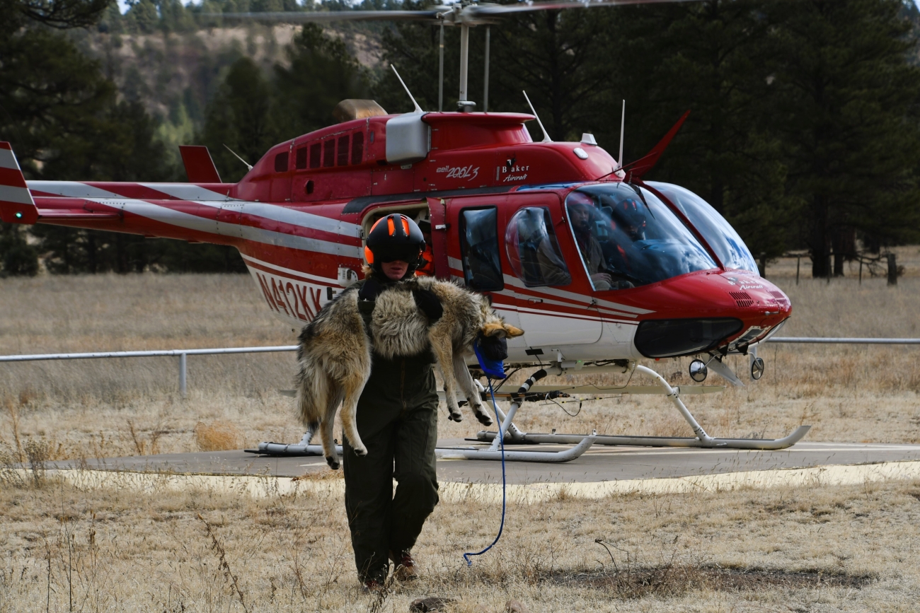2023 Mexican wolf helicopter operations | FWS.gov