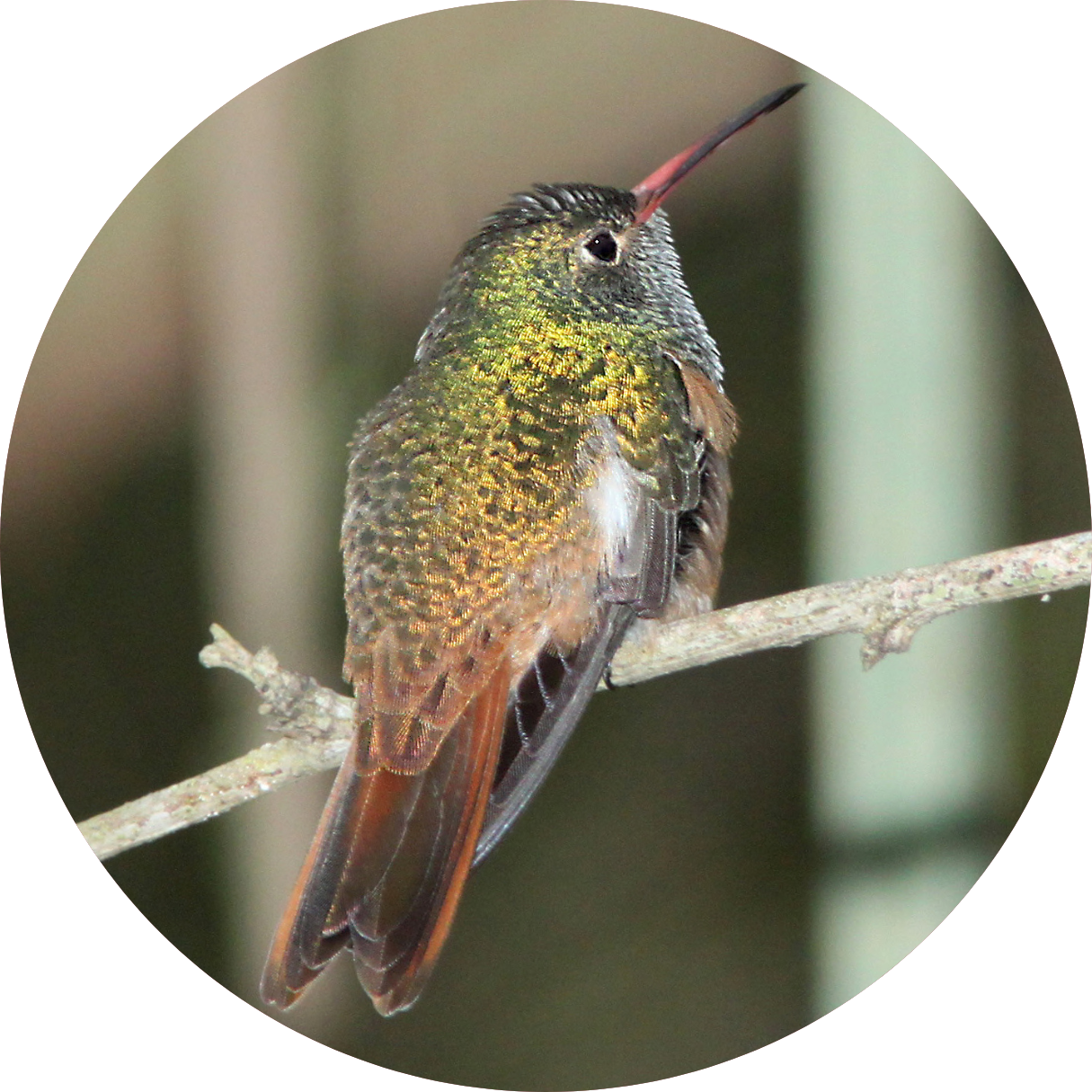 Buff-bellied hummingbird | FWS.gov