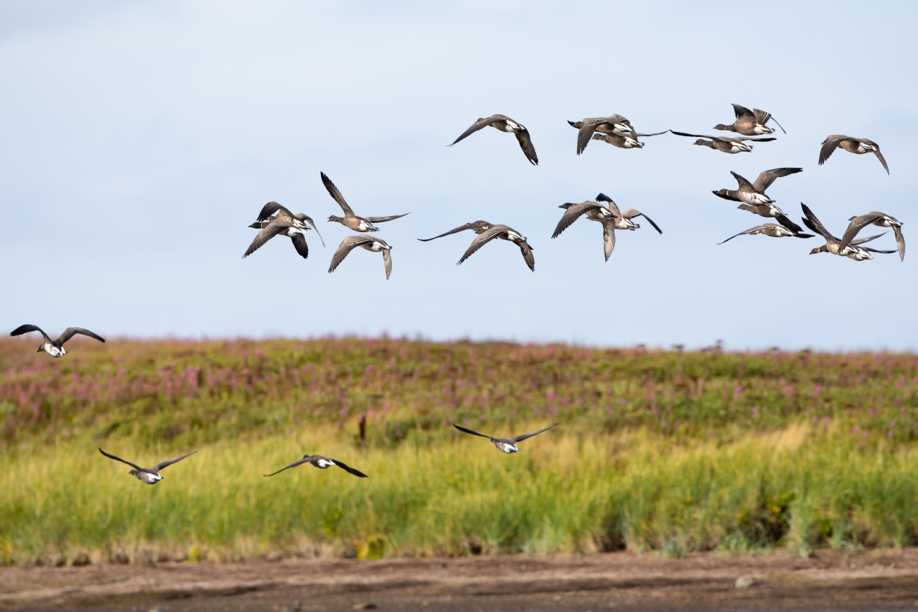 Pacific black brant in flight at Izembek Lagoon | FWS.gov