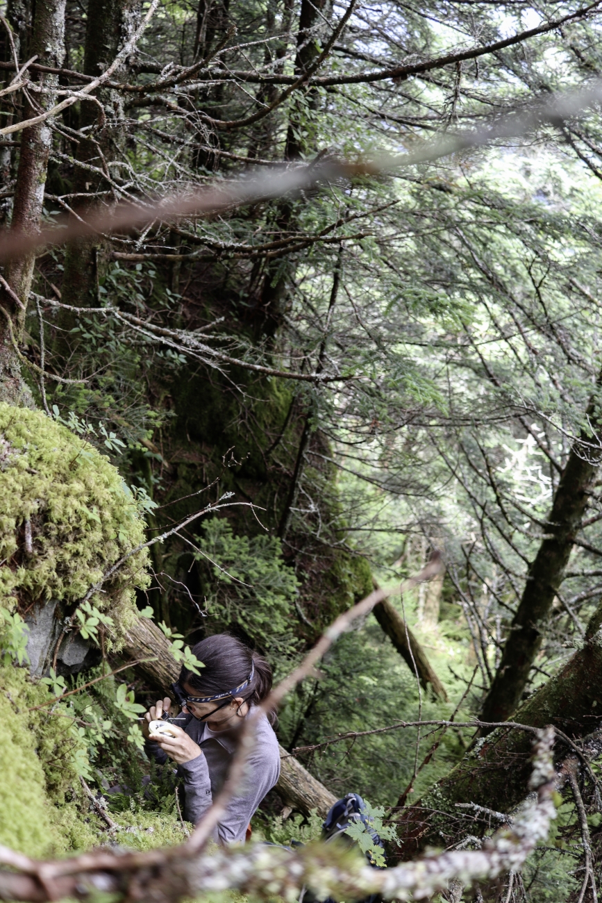 Sue Cameron identifying a spider while searching for spruce-fir moss ...