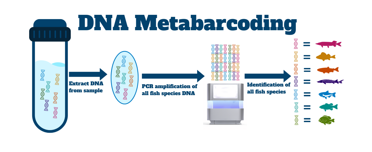 environmental dna metabarcoding