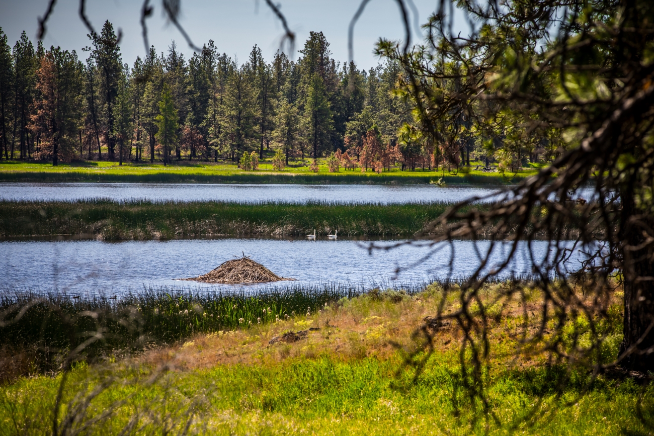 Turnbull NWR - Beaver Lodge in Wetland | FWS.gov