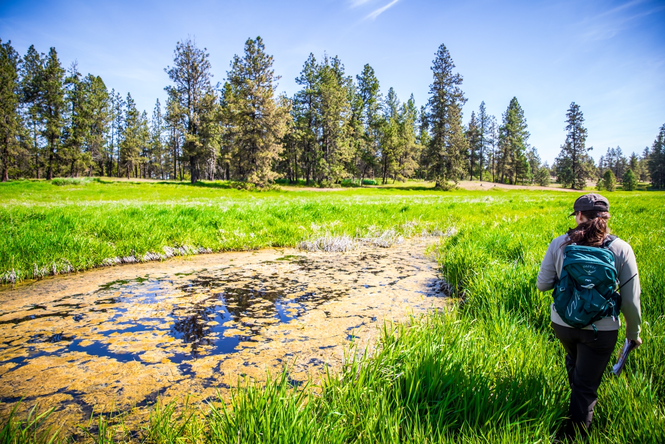 Turnbull NWR - Waterfowl Surveys | FWS.gov