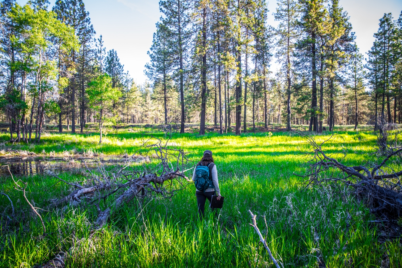 Turnbull NWR - Waterfowl Surveys | FWS.gov