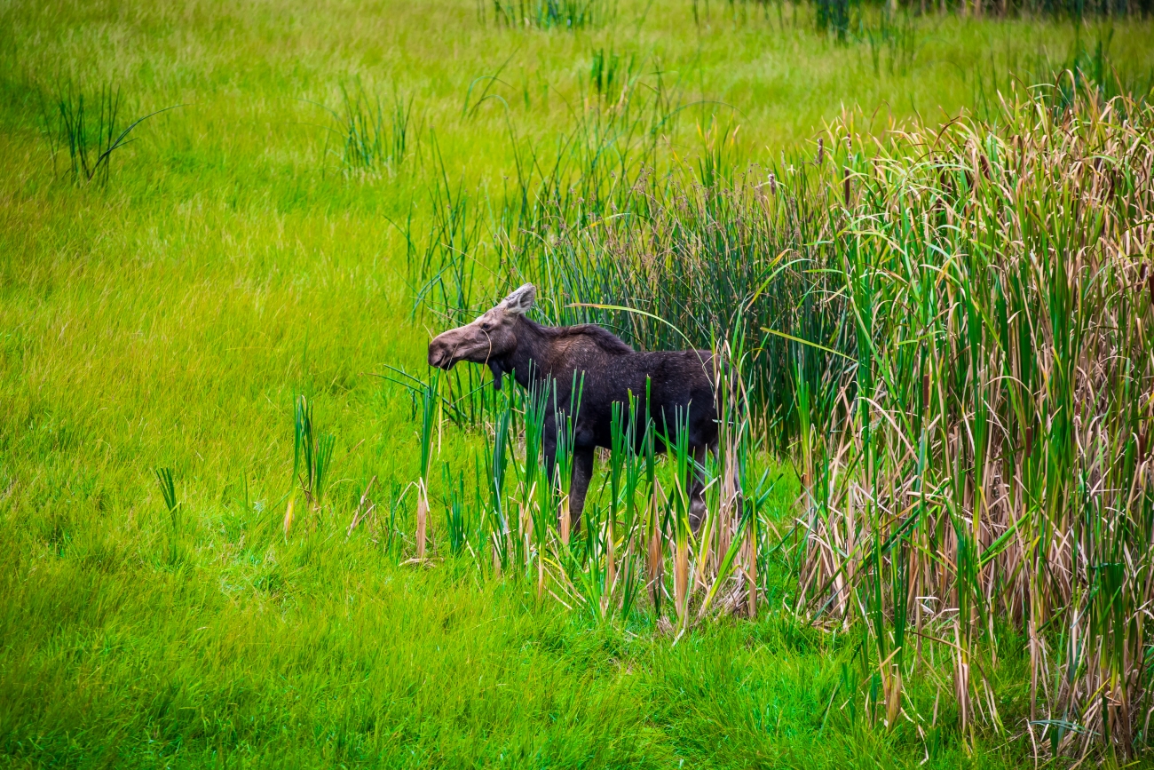 Turnbull NWR - Cow Moose in Wetland | FWS.gov