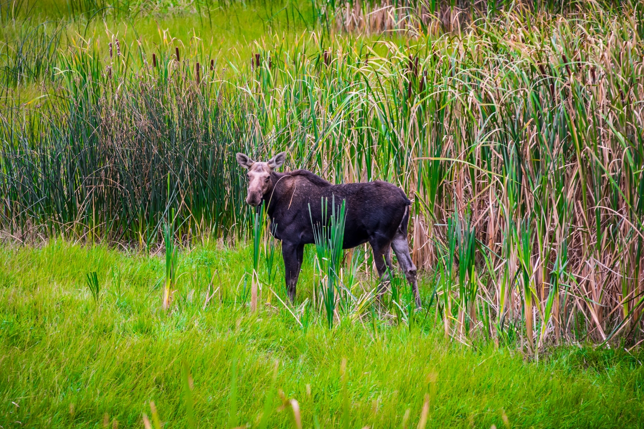 Turnbull NWR - Cow Moose in Wetland | FWS.gov
