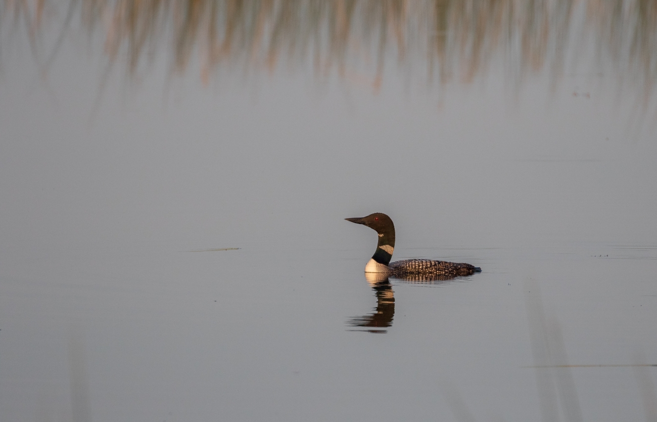 Common Loon | FWS.gov