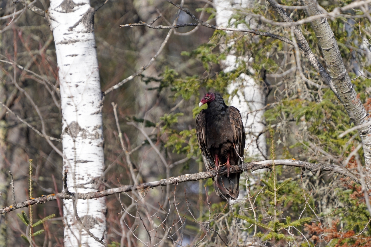 Turkey Vulture | FWS.gov