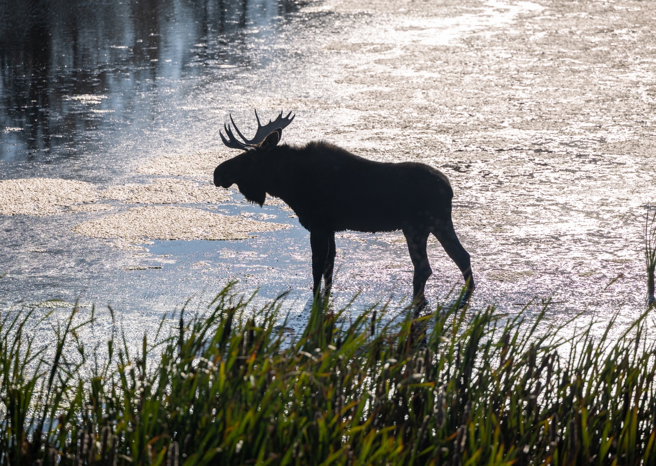 Turnbull NWR - Moose Silhouette | FWS.gov