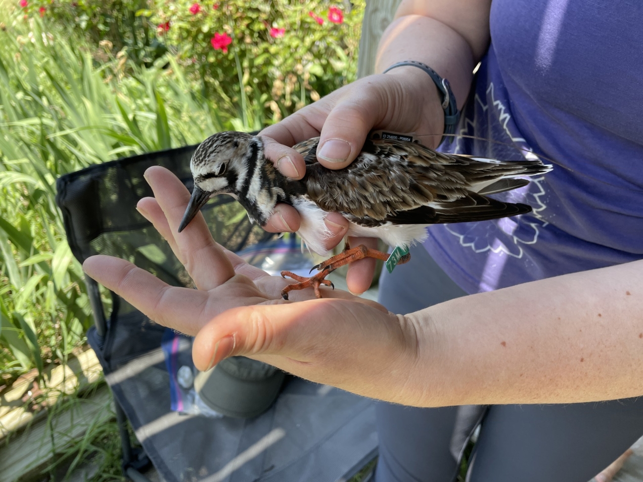 Turnstone with satellite tag | FWS.gov