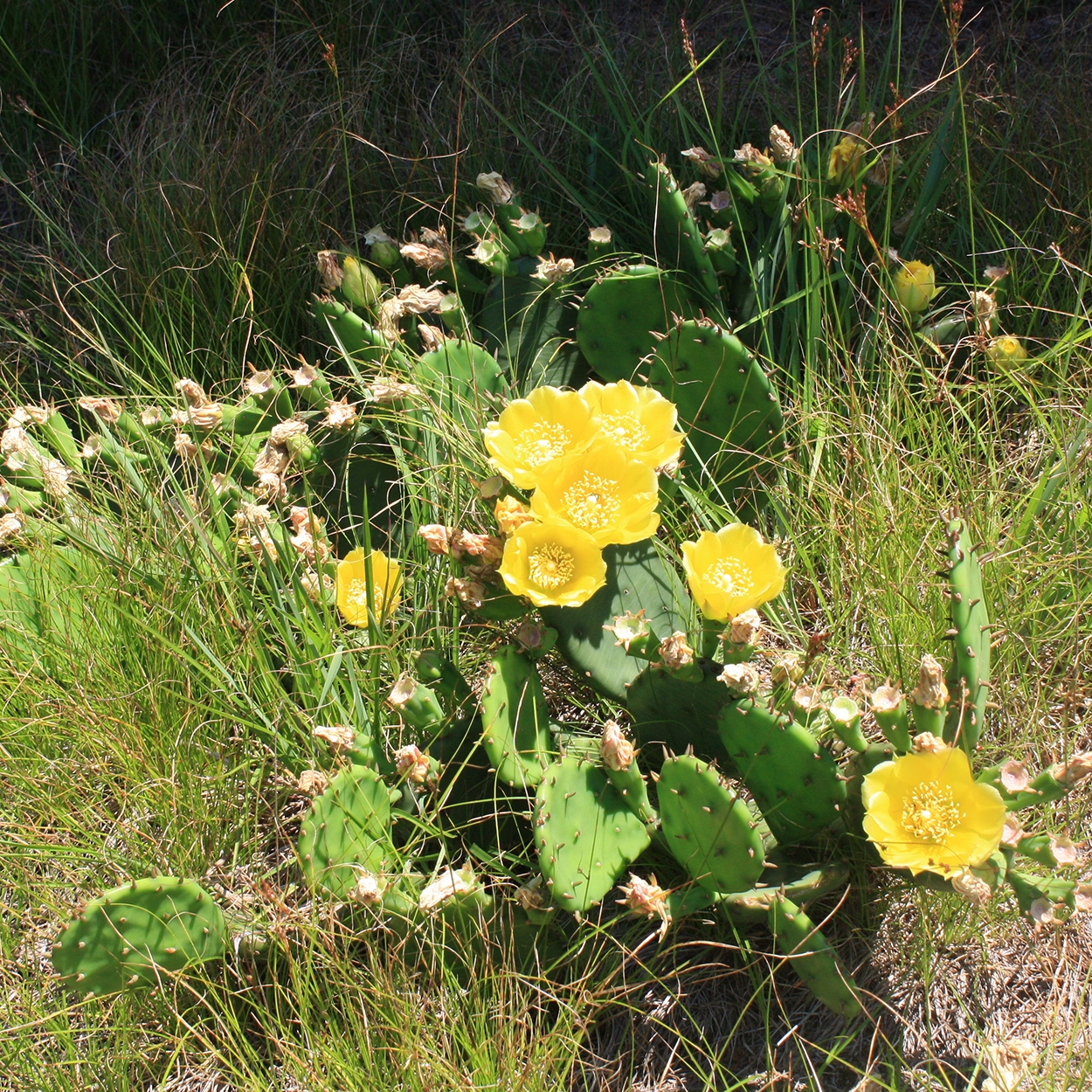 Prickly pear cactus | FWS.gov