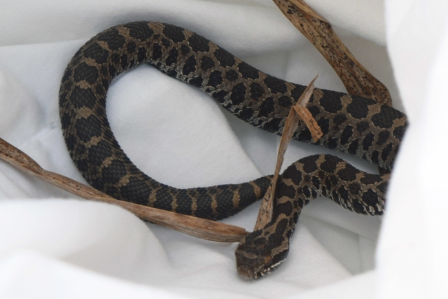 Eastern massasauga rattlesnake | FWS.gov