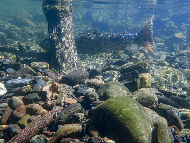 Spring-run Chinook salmon | FWS.gov
