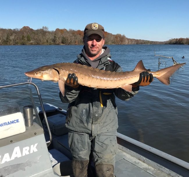 Biologist with a lake sturgeon | FWS.gov