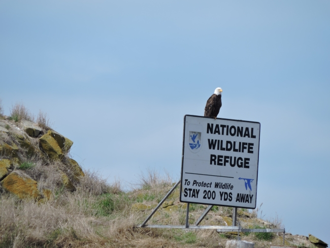 Eagle Perched on Refuge Sign | FWS.gov