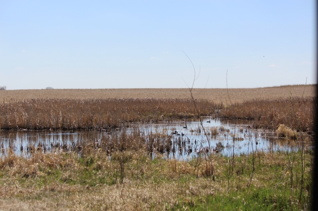 Prairie Wetland at Audubon Wetland Management District | FWS.gov