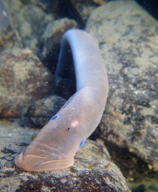 Pacific lamprey | FWS.gov