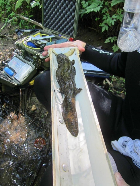 Eastern hellbender at Chattahoochee Forest National Fish Hatchery | FWS.gov