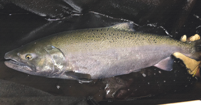 Adult Winter Chinook Salmon
