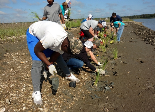 Windwood Farm boys plant cordgrass | FWS.gov