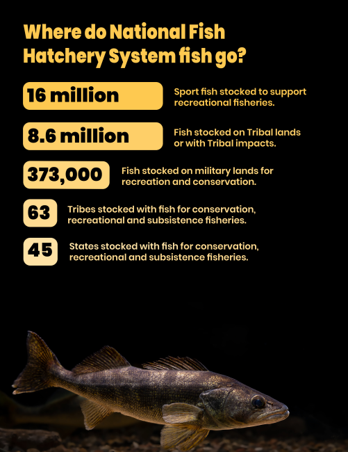 Where do National Fish Hatchery System fish go? Infographic | FWS.gov