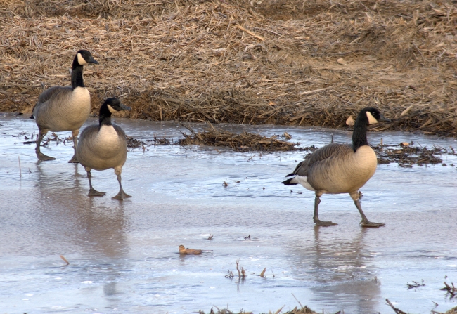 Canada geese afoot | FWS.gov
