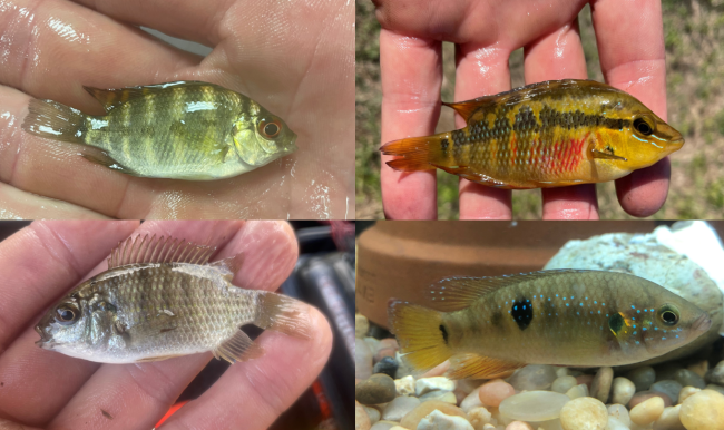 Juvenile Cichlids | FWS.gov