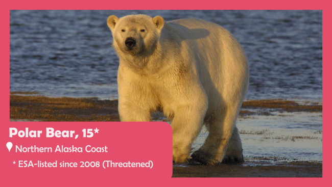 NEWPolarBear-Bio.png | FWS.gov