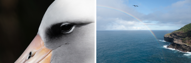 On the left is a close-up of the mōlī (Laysan albatross) eye and on the ...