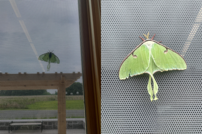 luna-moth-bird-windows-josh-smith.png | FWS.gov