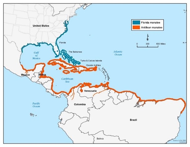distribution map of west indian manatee_2023_FWS_resize.jpg | FWS.gov