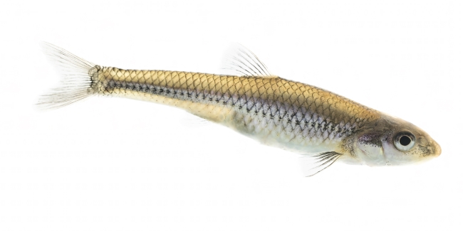 Sand shiner | FWS.gov