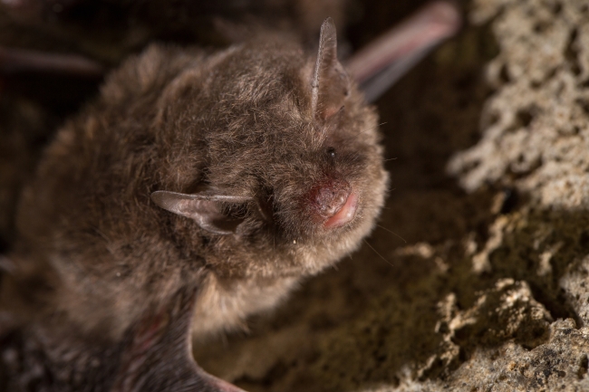 Indiana bat | FWS.gov