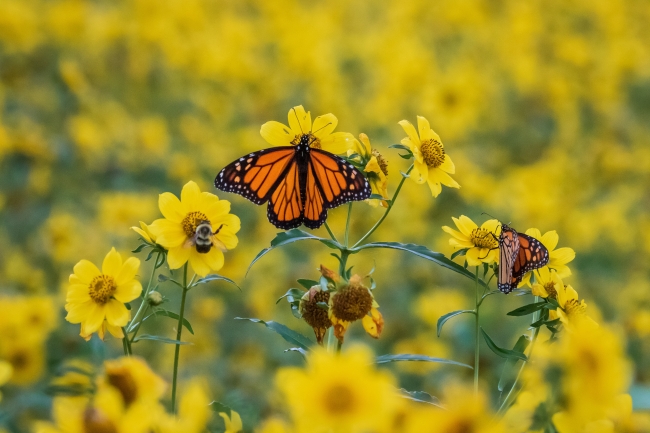 Monarch butterflies in a golden field of nodding bur-marigold at ...