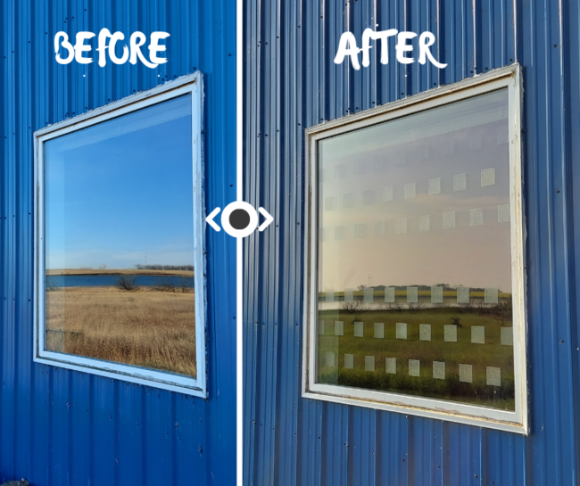 Bird Friendly Window Before After | FWS.gov